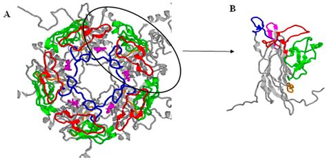 Bk Polyomavirus—biology Genomic Variation And Diagnosis