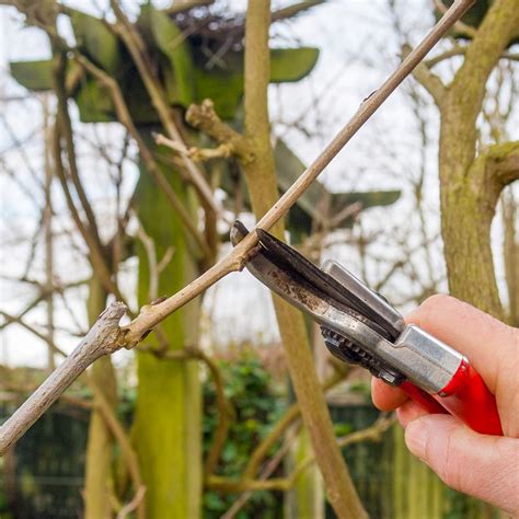 Pruning Shrubs Course 1st October 2025 Barnsdale Gardens