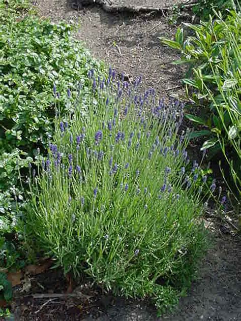 Lavandula Angustifolia Munstead English Lavender Selection