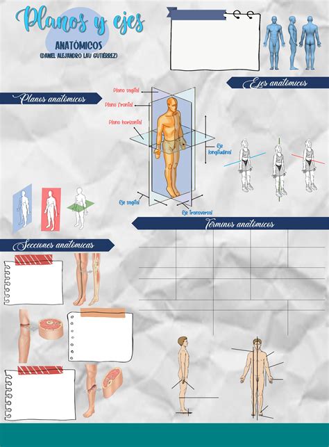 Planos Anatómicos Lau Daniel Udocz Anatomico Planos Anatomia Y