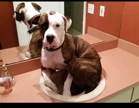 Our Cat Is Deathly Afraid Of Thunder So We Tried Something Called The Thundershirt R Videos