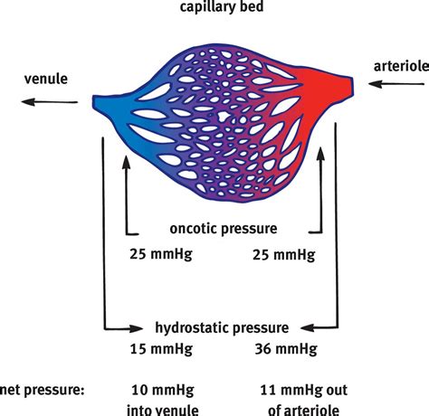 Capillary Pressure Blood Vessels At Michael Dittmer Blog