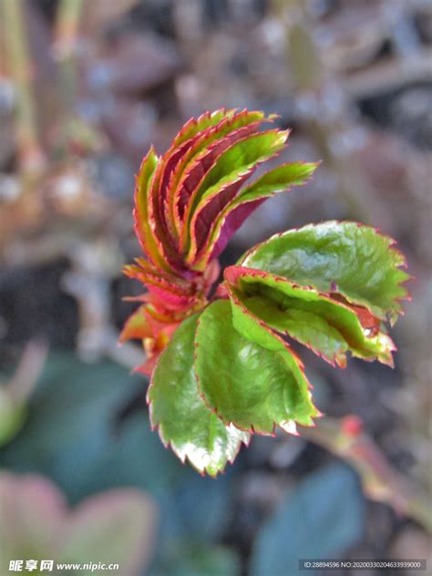 春天叶子摄影图树木树叶生物世界摄影图库昵图网