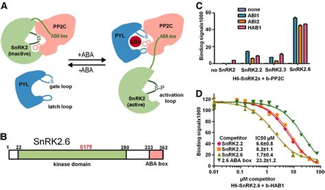 Molecular Mimicry Regulates Aba Signaling By Snrk2 Kinases And Pp2c