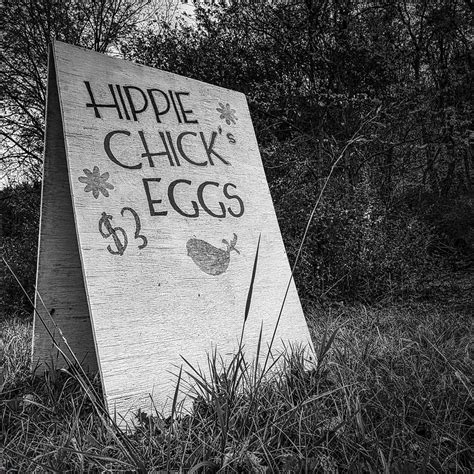 Hippie Chicks Eggs Photograph By David Mezzoprete Pixels