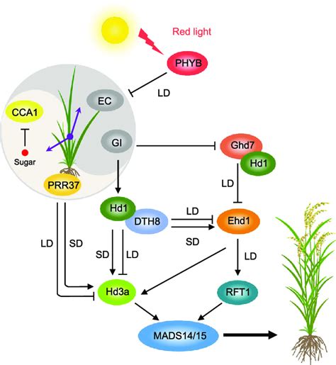 Circadian And Photoperiodic Regulation Of Flowering Pathways In Rice