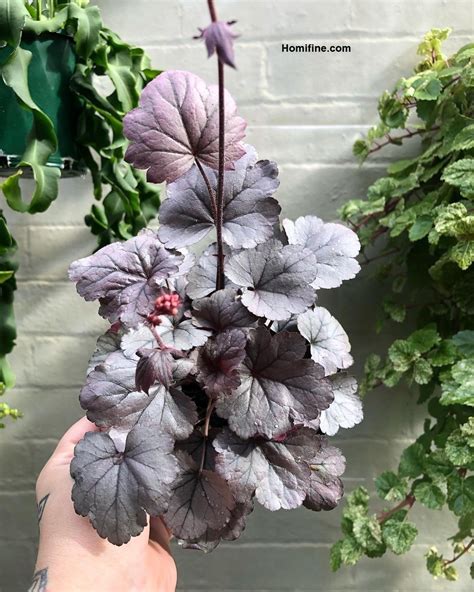 Different Colors Of Heuchera At Indiana Houlding Blog
