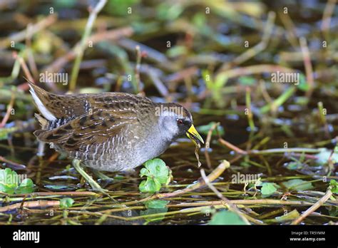 Sora Crake Porzana Carolina On Water Plants Usa Florida
