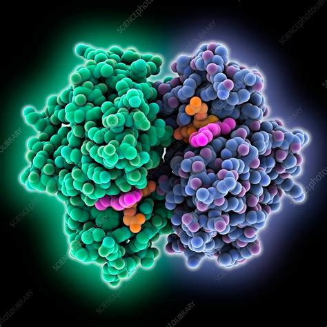 Glutathione Transferase Complex Molecular Model Stock Image C038