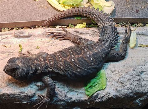 Leg Scuse Me Uromastyx Ocellata Lizard Reptilesofinstagram P