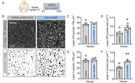 Cortical Synapse Size Increases When Myo Inositol Is Supplemented