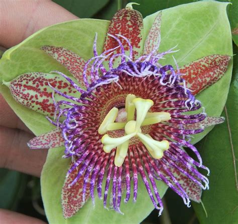 Passiflora Maliformis Rgardening