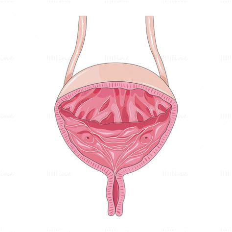 Bladder Organ Vector