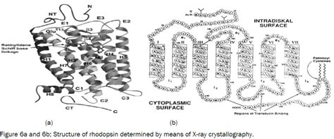 Structural And Functional Analysis Of Rhodopsin A G Protein Coupled