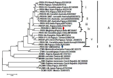 3 Neighbor Joining Phylogram Obtained From The Alignment Of Nucleotide