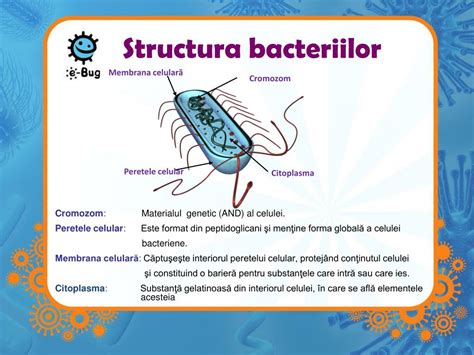 Ppt Ce Sunt Microorganismele Powerpoint Presentation Free Download Id4810598