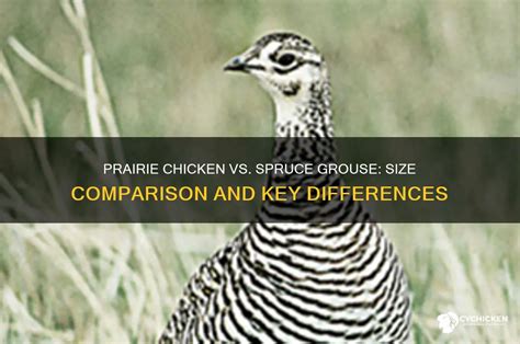 Prairie Chicken Vs Spruce Grouse Size Comparison And Key Differences