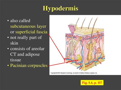 Unit Iii Integumentary System Ppt Download