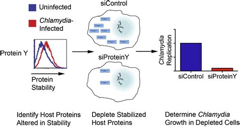 Chlamydia Trachomatis Induced Alterations In The Host Cell Proteome Are Required For