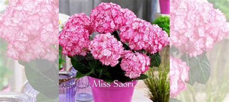 Гортензия крупнолистная Miss Saori купить в Уфе | Товары для дома и ...