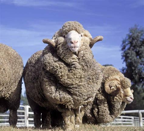 What Is Merino Wool 14 Reasons Why You Should Wear It Cool Wildlife
