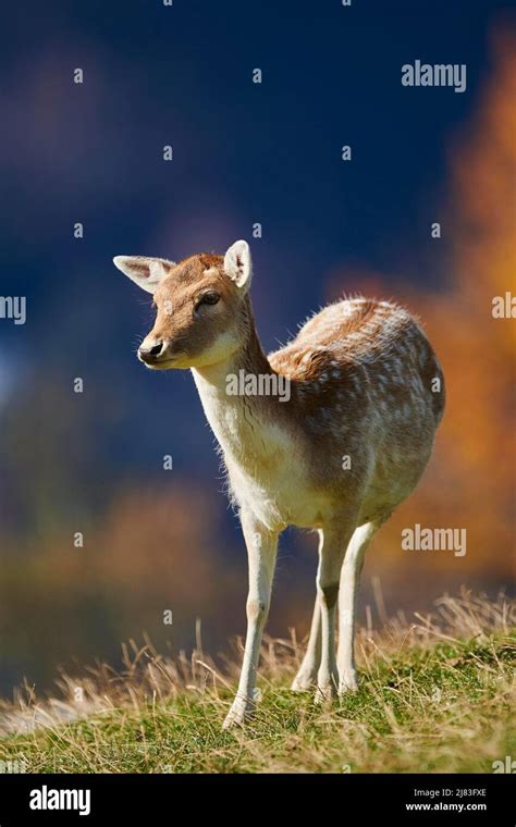 Common Fallow Deer Dama Dama Female In The Alps Wildlife Park Aurach