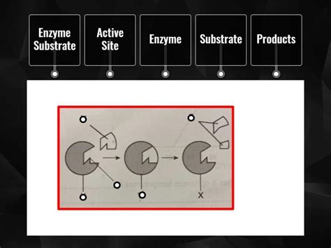 Enzyme Diagram Labelled Diagram