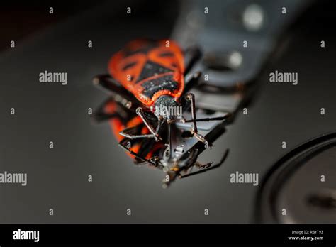 A Computer Bug Causing Trouble On The Hard Drive Stock Photo Alamy