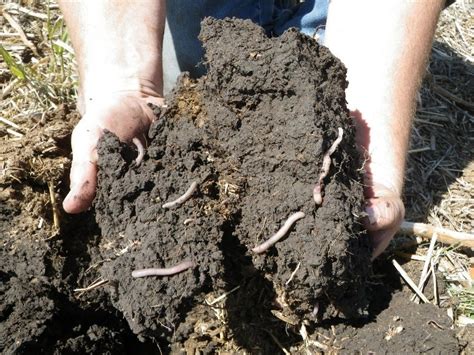 Guest Post Build A Strong Foundation With 5 Soil Health Principles Riomax® 360 Guest Post Build A Strong Foundation With 5 Soil Health Principles Riomax® 360
