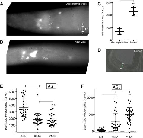 Figures And Data In Sexually Dimorphic Control Of Gene Expression In Sensory Neurons Regulates