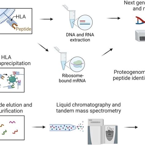 Antigen Discovery With Combining Ms Based Immunopeptidomics Genomics