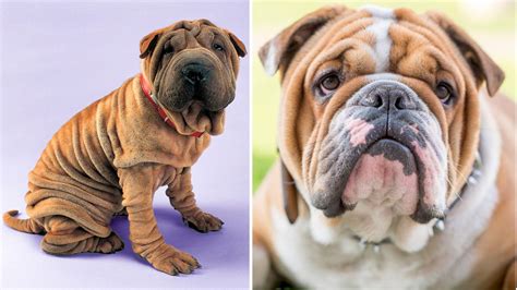Dog With Wrinkled Skin