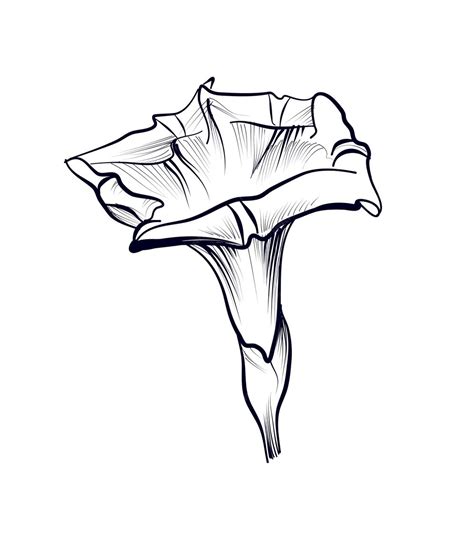 Premium Vector Hand Drawing Of A Bindweed Flower Vector