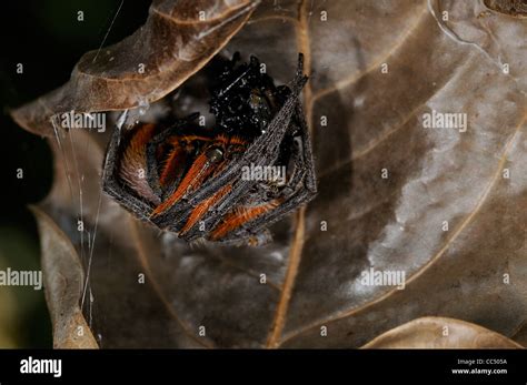 Orb Weaver Spider Eriophora Species Curled Up In Dead Leaf Rupununi