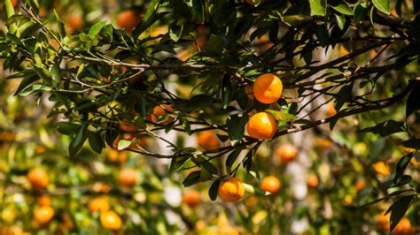 Mandarin Fruit Diseases At Evan Olsen Blog