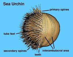 Sea Urchin Evolution Of The Respiratory System