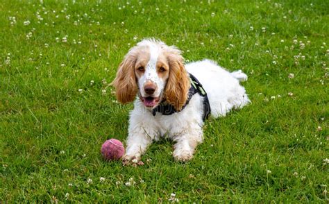 Cocker Spaniel With Ball Stock Image Image Of Nature 249788705