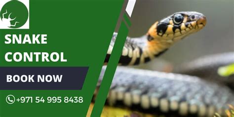 Snake Control Dubai Fast And Humane Snake Removal Services