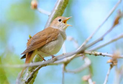 Nightingale Facts Diet Habitat And Pictures On Animaliabio