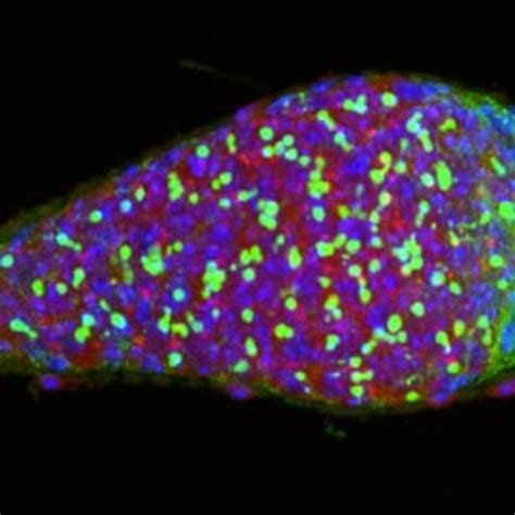 Su Wang Stowers Institute For Medical Research Kansas City Research Profile