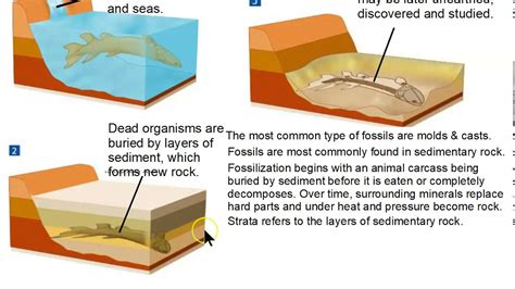 Fossils In Sedimentary Rock Layers Fossils In Sedimentary Rock Layers
