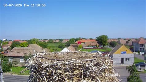 Cuib Berze Carpinis Judetul Timis Transmisiune Live Din Cuibul De