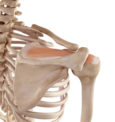 Shoulder Injuries Part 3 The Rotator Cuff Shoulder Diagnosis