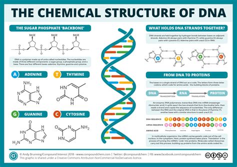 Dna Biology Diagram Quizlet