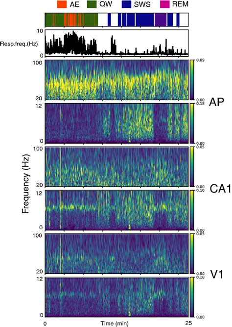 Example Of A 25 Min Long Recording In Anterior Piriform Cortex Ap