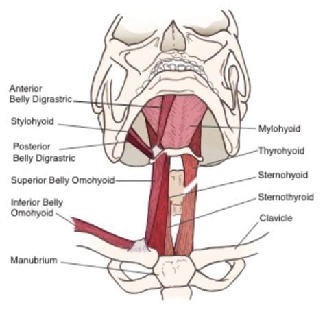 Phonatory System Muscles Flashcards Quizlet