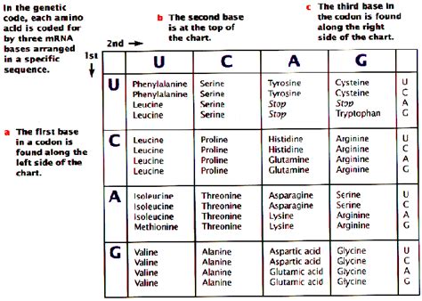 Amino Acid To Codon Converter At Frances Festa Blog