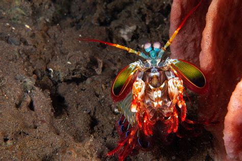 28 Facts About Peacock Mantis Shrimp