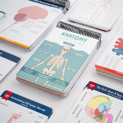 Anatomy Label Lab Workbook Nurseinthemaking