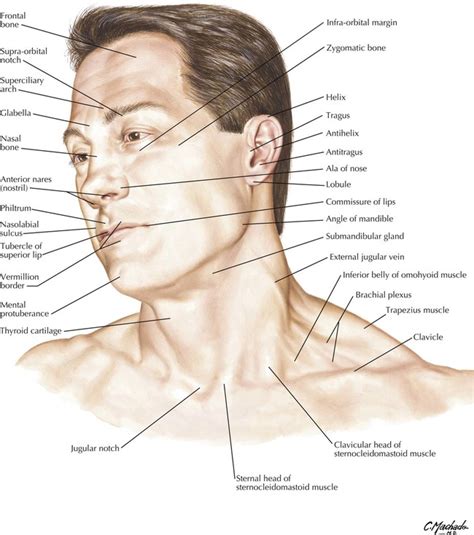 Neck Anatomy Diagram Neck Muscular System Diagram Vintage Anatomy